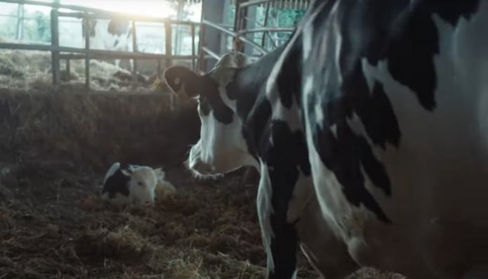 Documentaire « Cow » : pour la vache Luma, l’amour n’est pas dans le ...