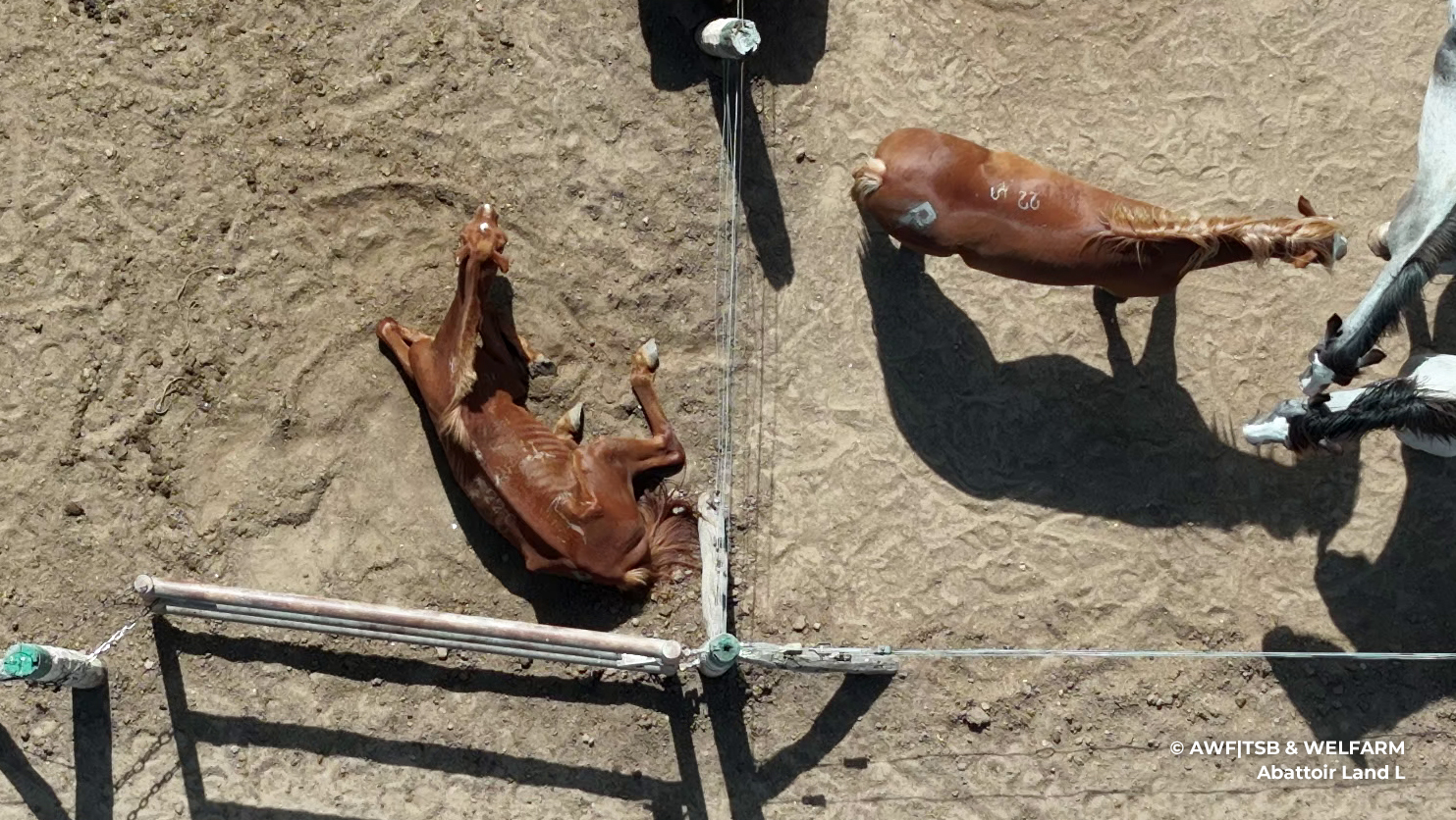 Viande chevaline en provenance d’Argentine : les importations doivent ...